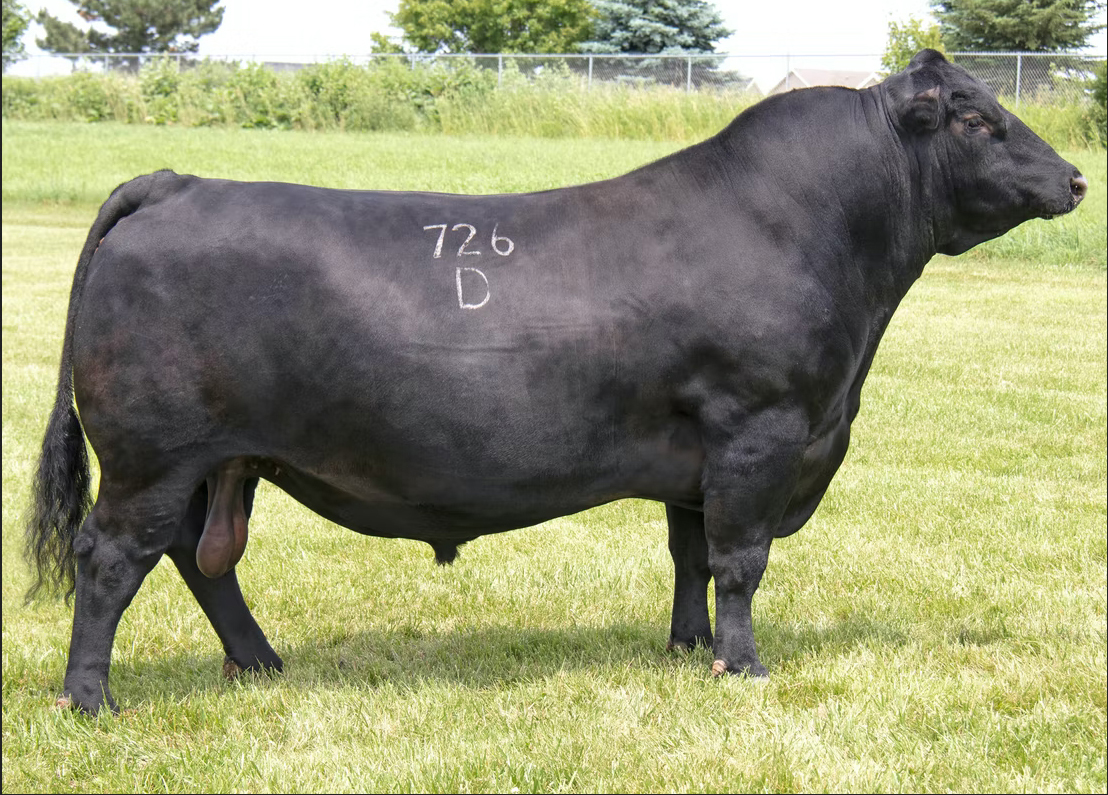 Sitz Stellar 726D – Paint Rock Angus Ranch